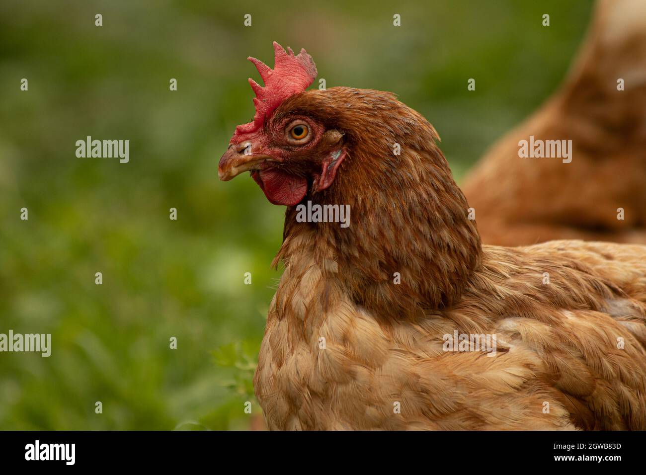 Brown chicken side view head hi-res stock photography and images - Alamy