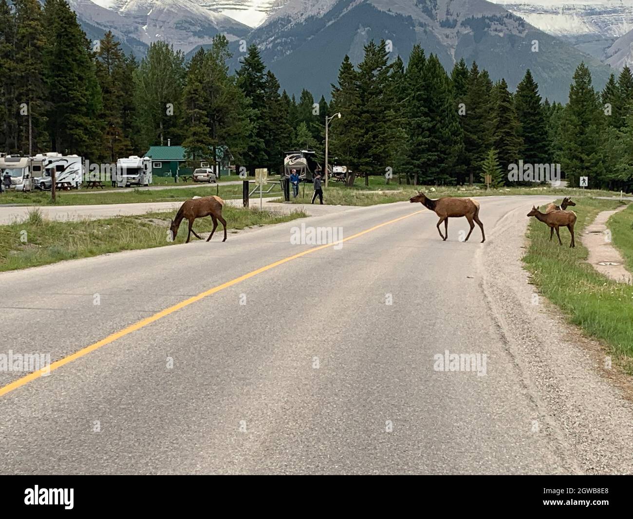 Wildlife crossing banff hi-res stock photography and images - Alamy