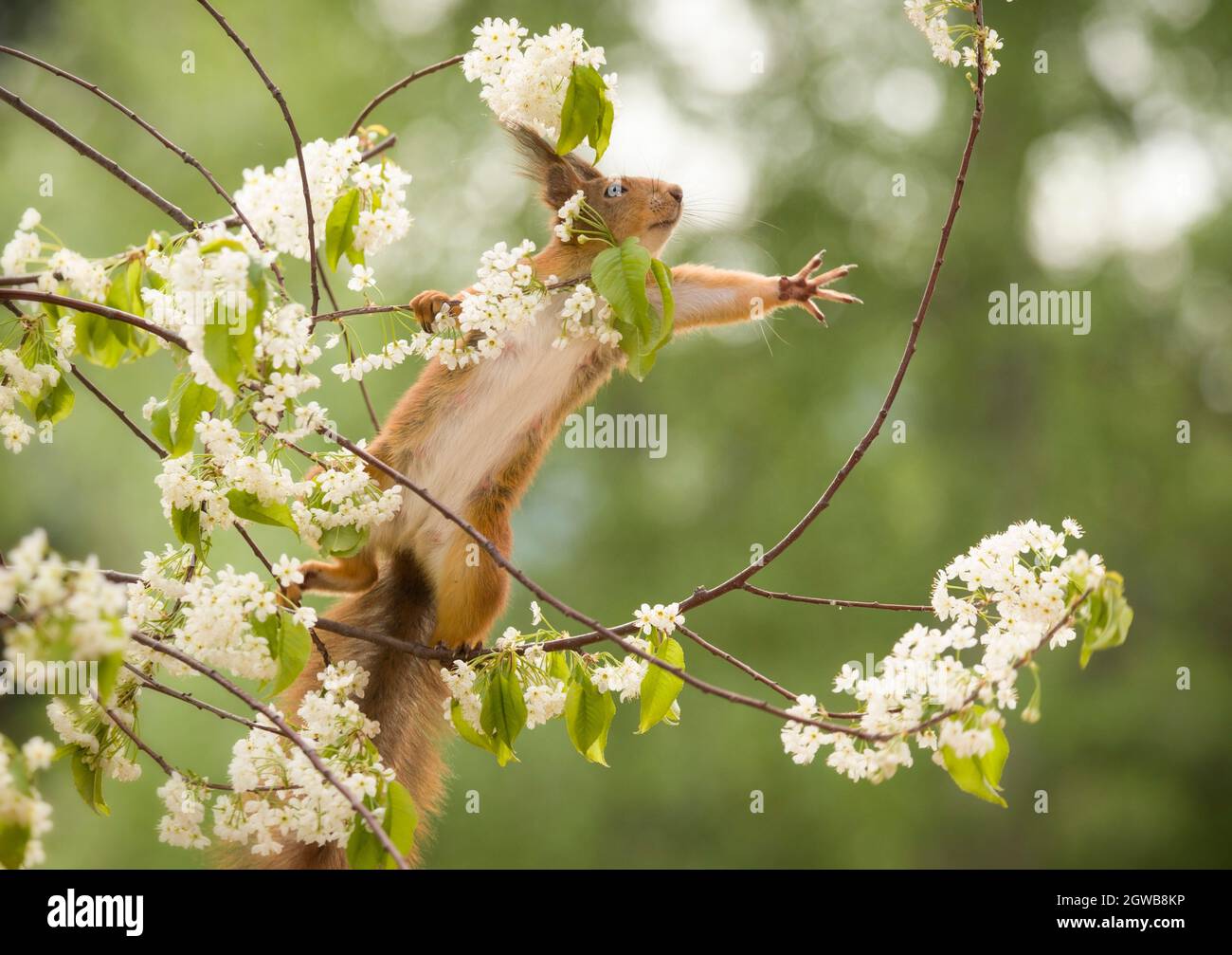 red squirrel reaching out on an branch Stock Photo - Alamy