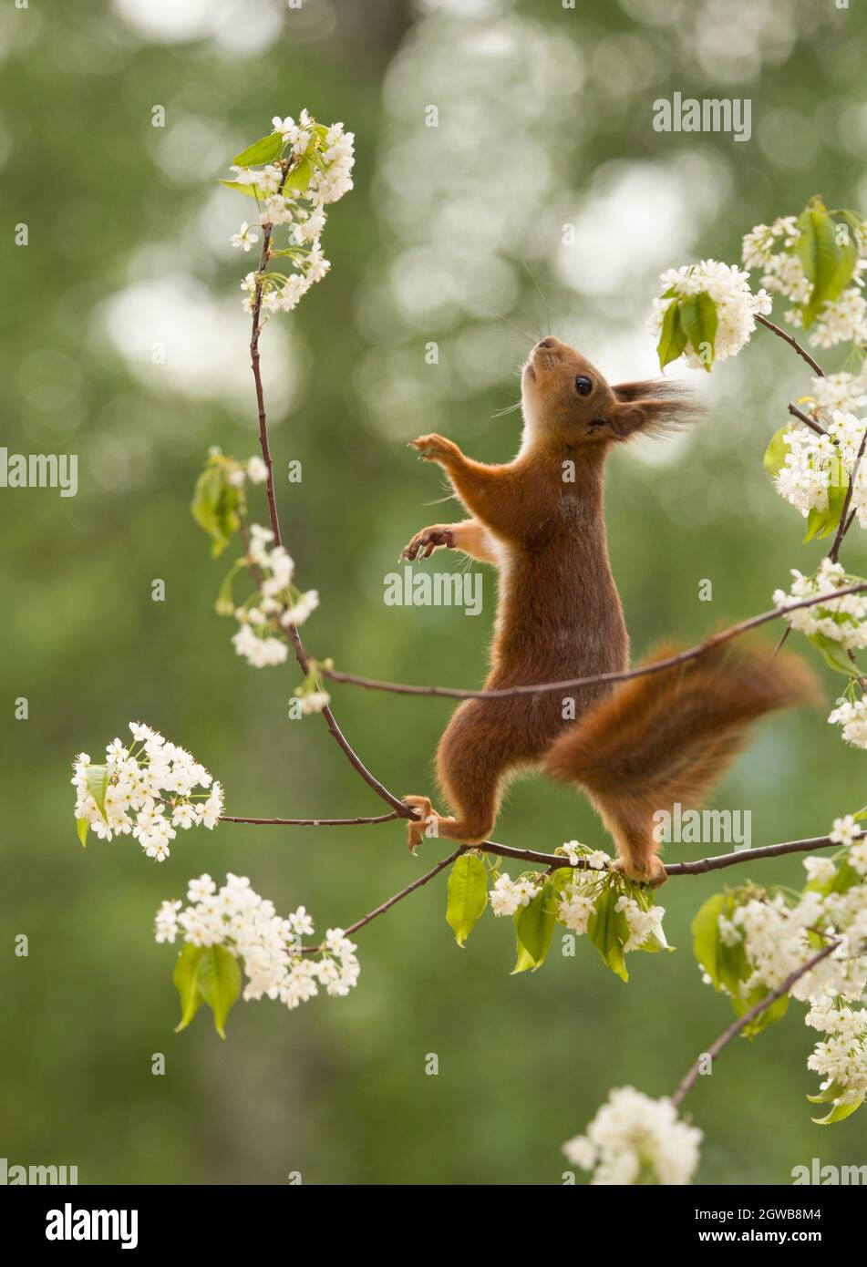 red squirrel is standing up on an branch Stock Photo - Alamy