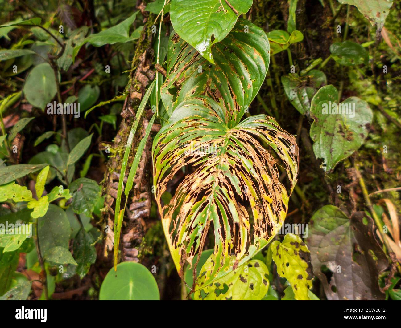 Rainforest Scene Insects High Resolution Stock Photography and Images ...