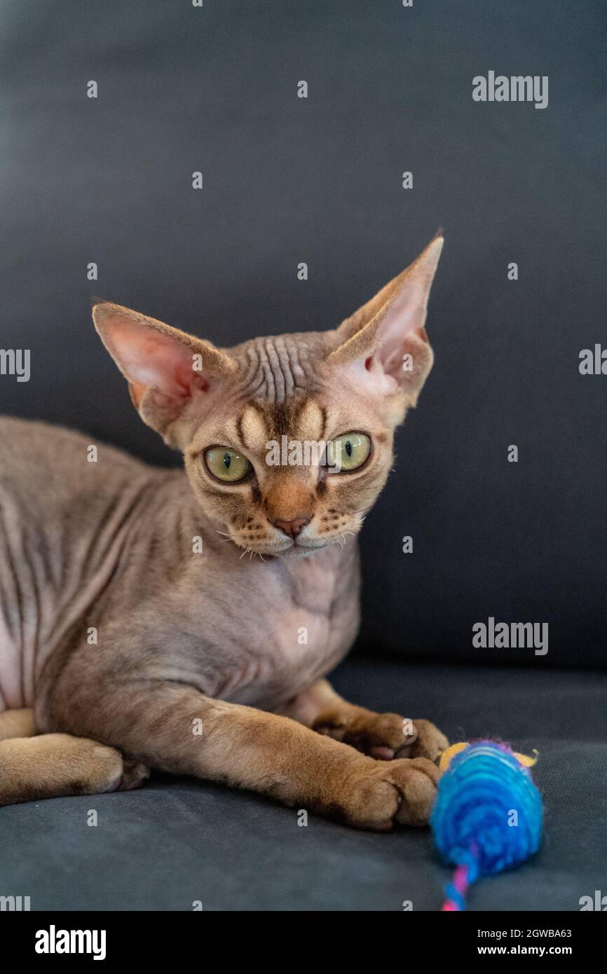 Devon rex tabby hi-res stock photography and images - Alamy