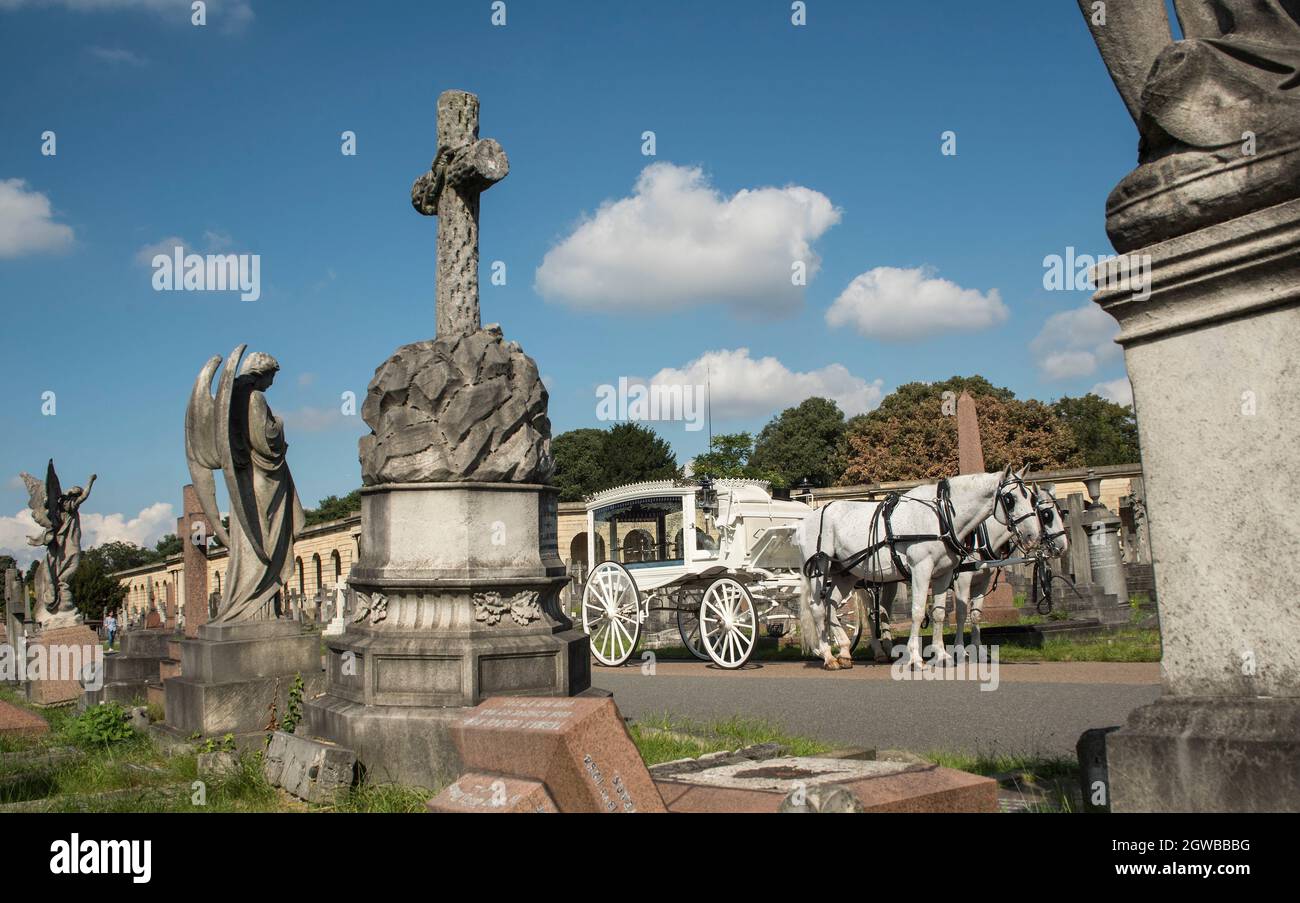 White horse drawn funeral carriage in a cemetery, one of the ...