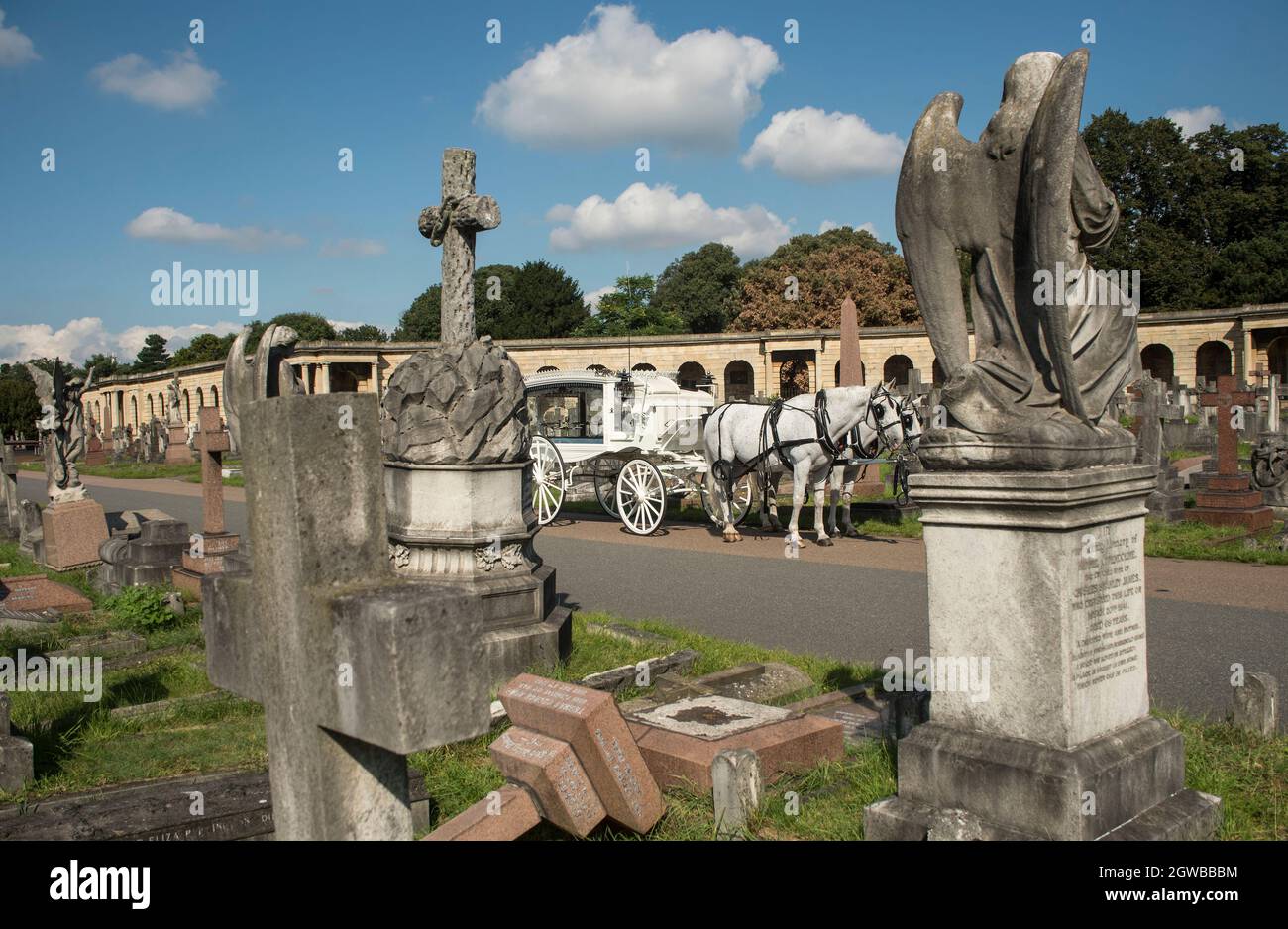 White horse drawn funeral carriage in a cemetery, one of the ...