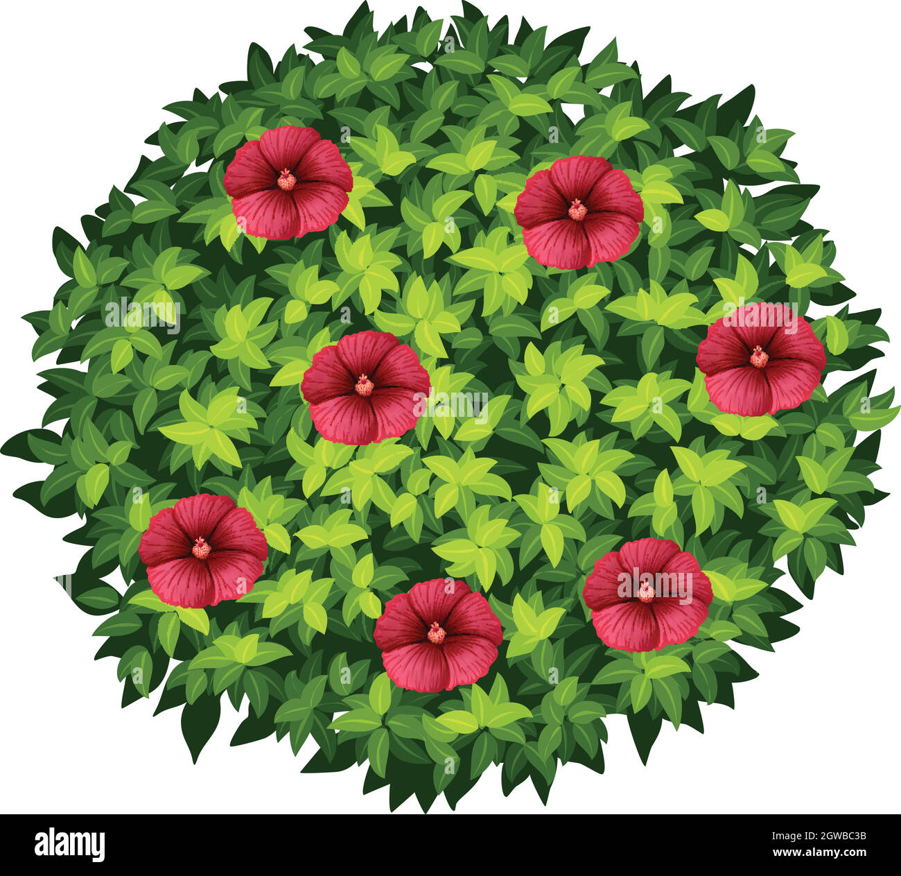 Close up picture of tropical flowers Stock Vector Images - Alamy