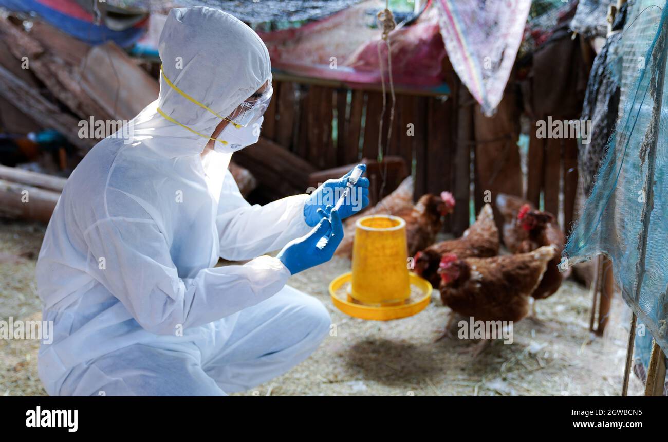 Poultry vaccination hi-res stock photography and images - Alamy