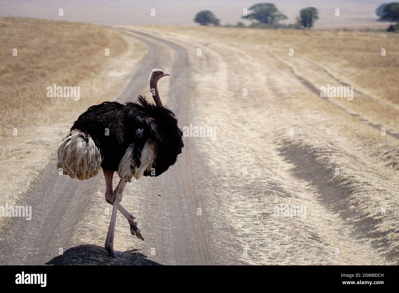 Ostrich crossing road hi-res stock photography and images - Alamy