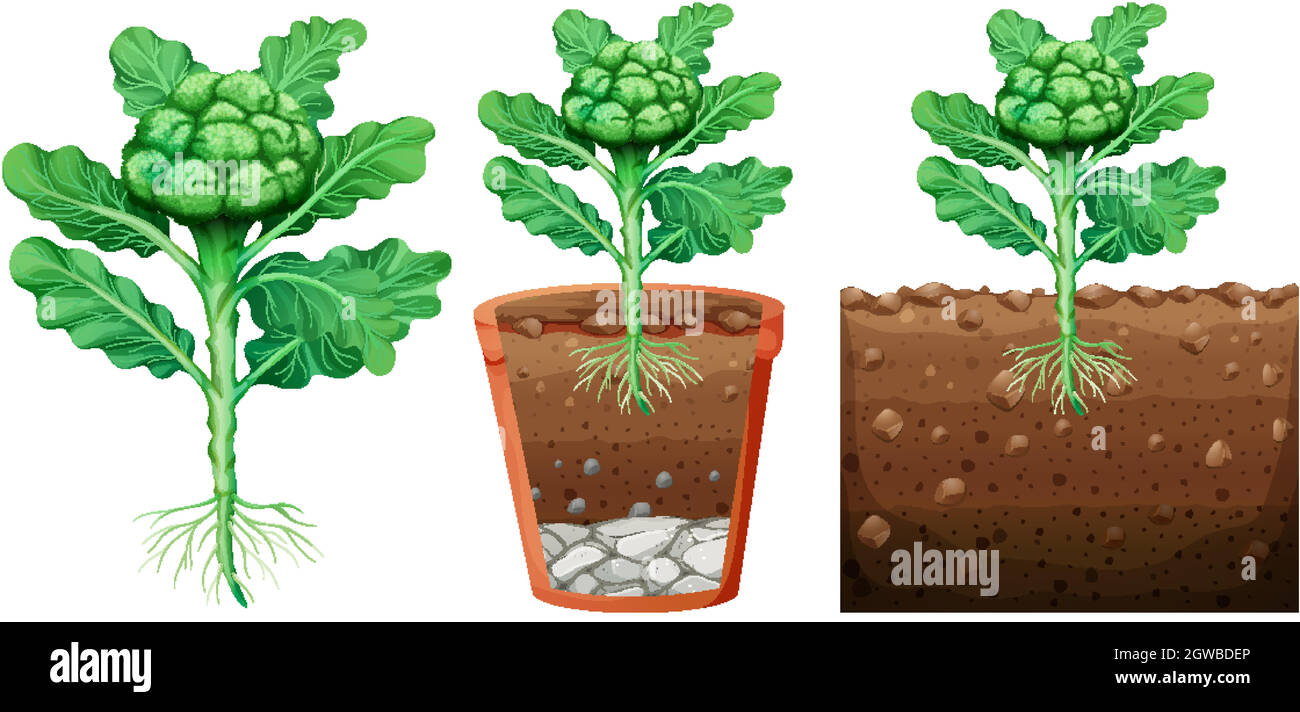 Set of broccoli plant with roots isolated on white background Stock ...