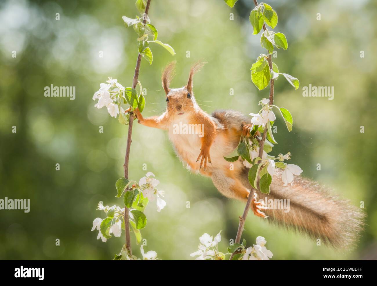 Red squirrel holding flower hi-res stock photography and images - Alamy
