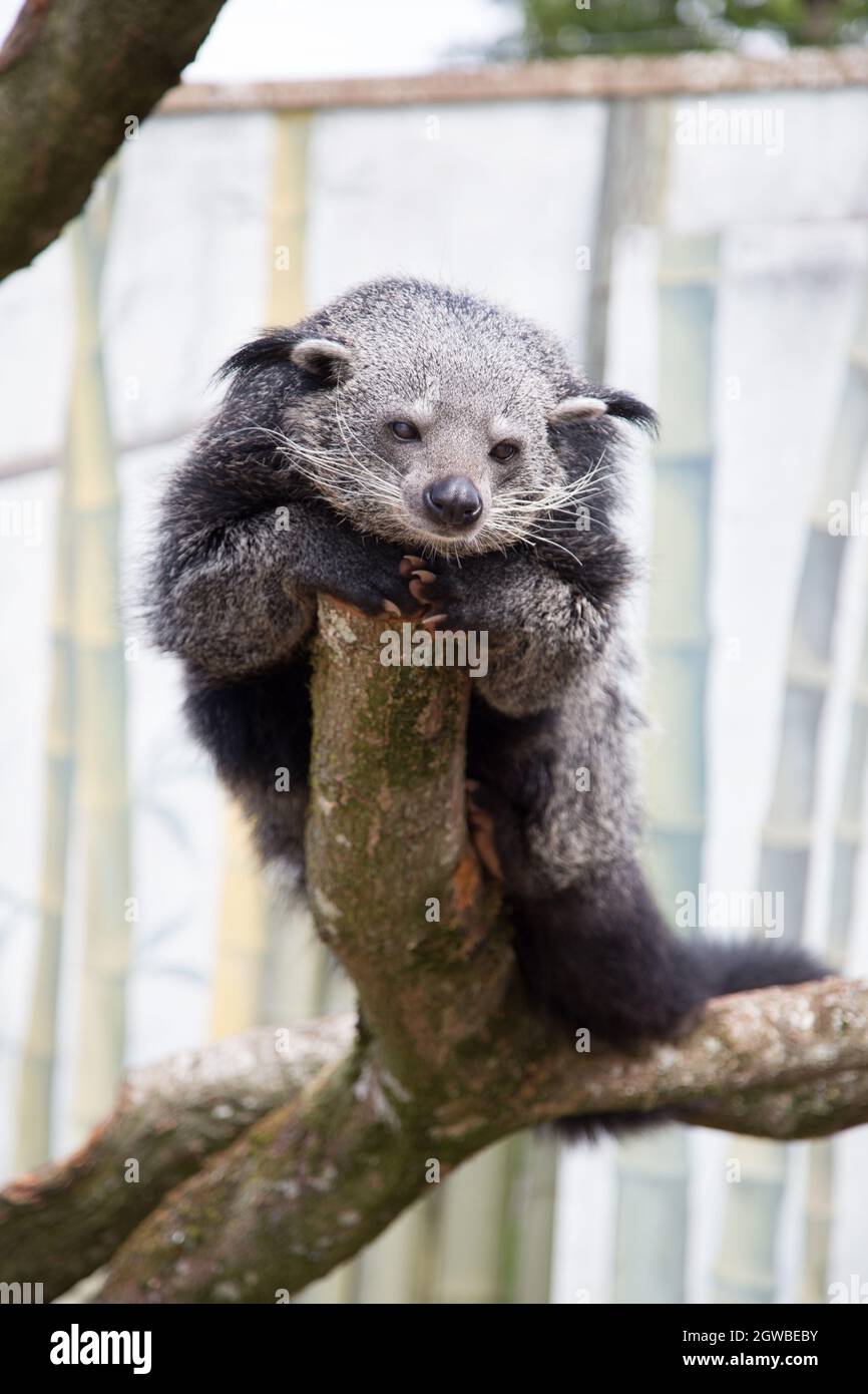 Binturong in tree hi-res stock photography and images - Alamy