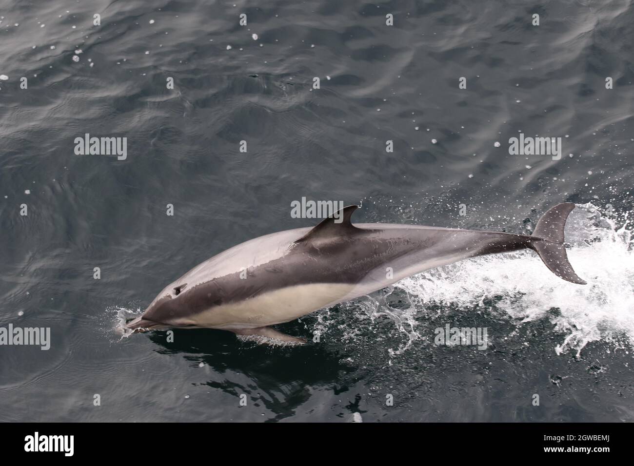 4 common dolphin hi-res stock photography and images - Alamy