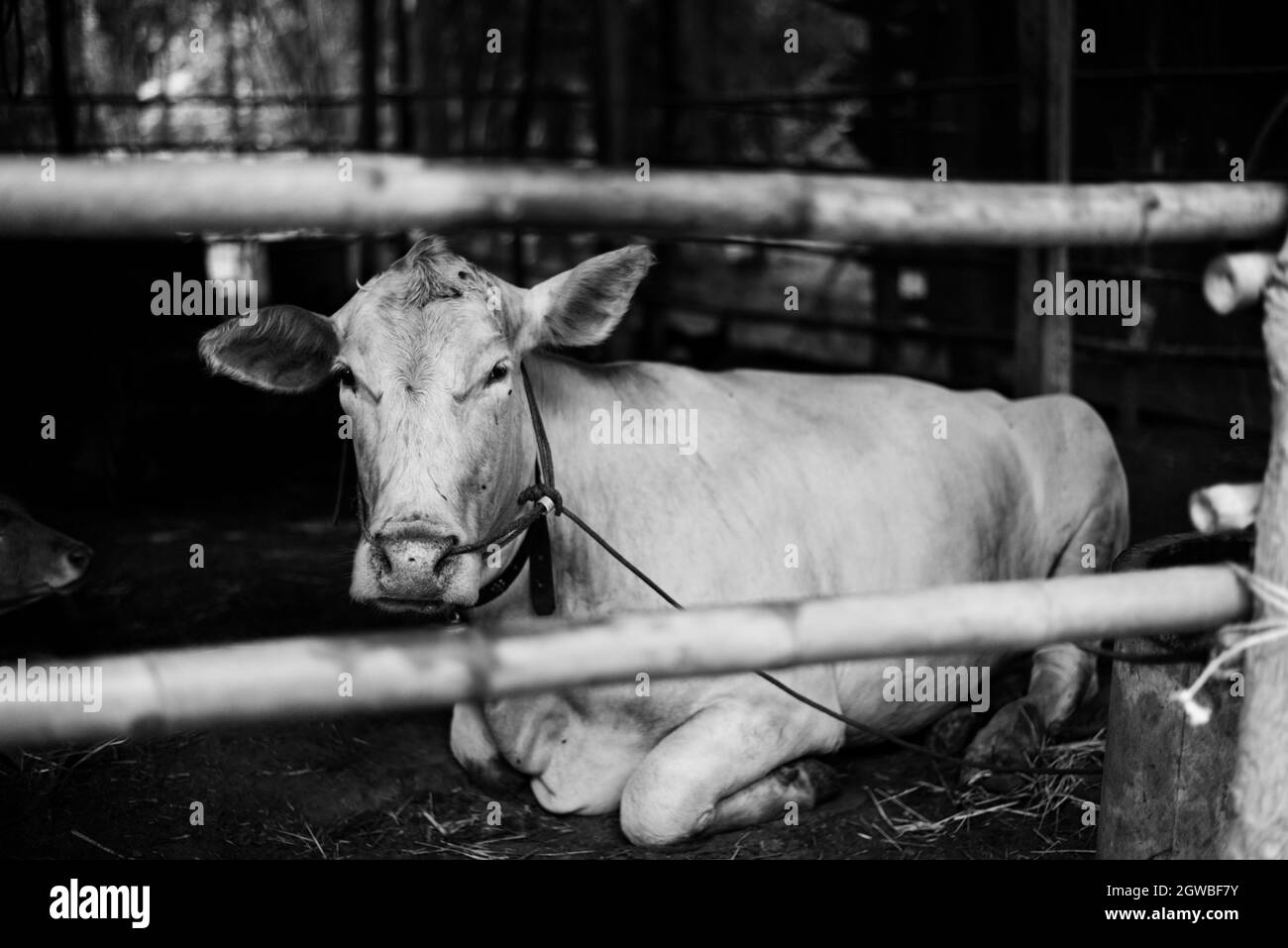 Bull pen Black and White Stock Photos & Images - Alamy