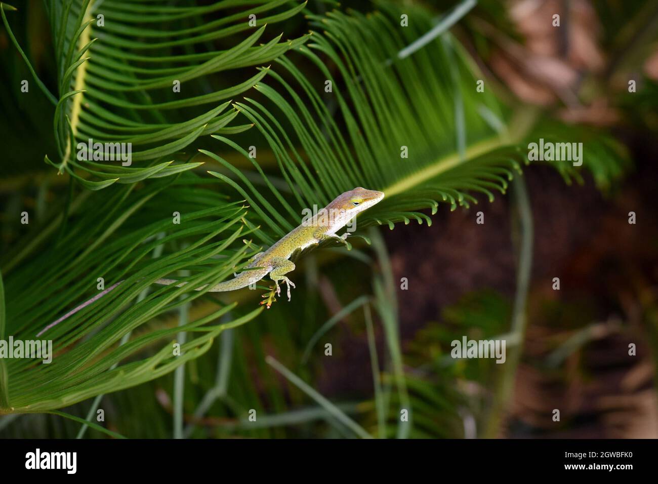 Grass anole hi-res stock photography and images - Alamy