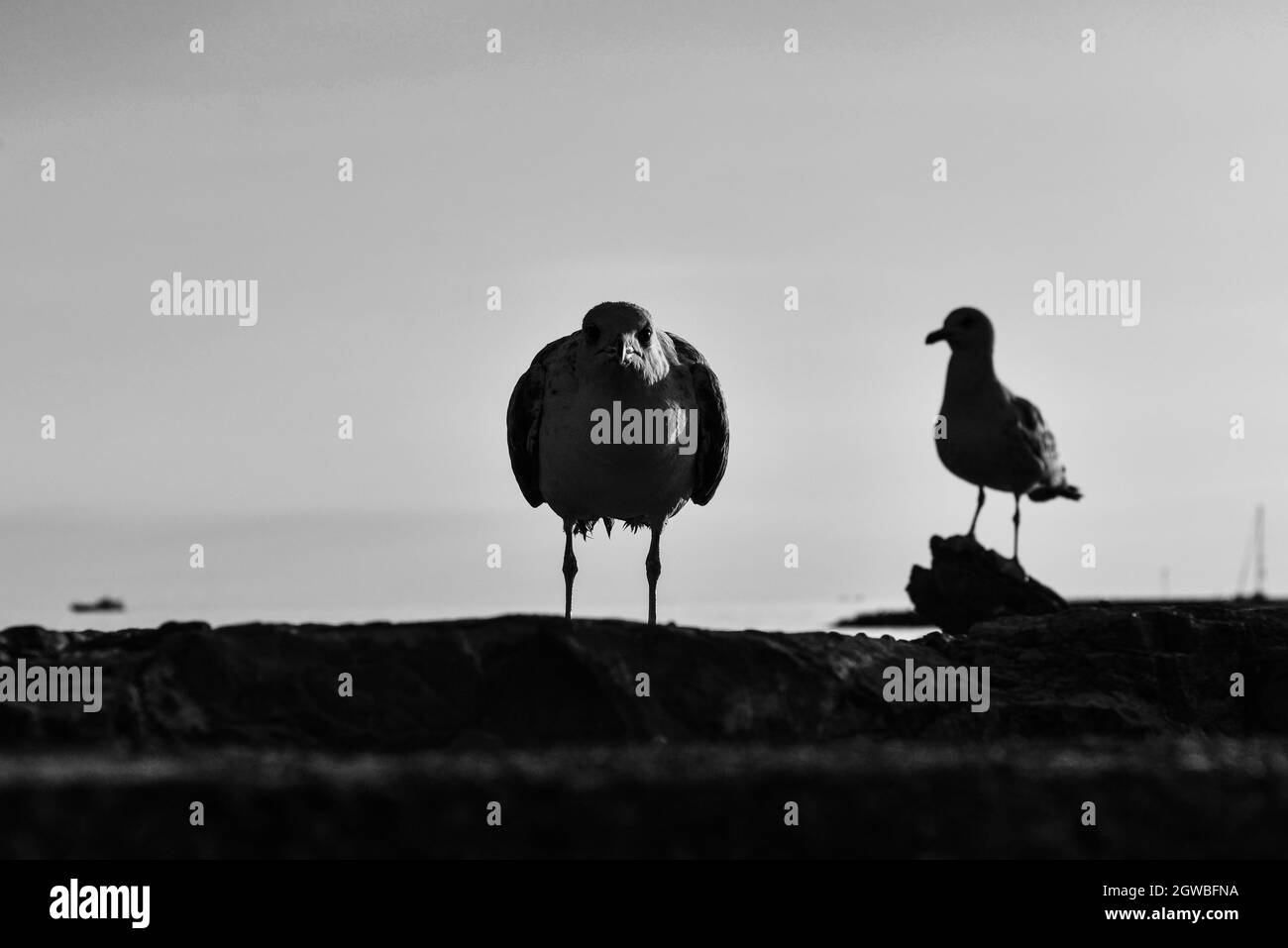 Angry stork Black and White Stock Photos & Images - Alamy