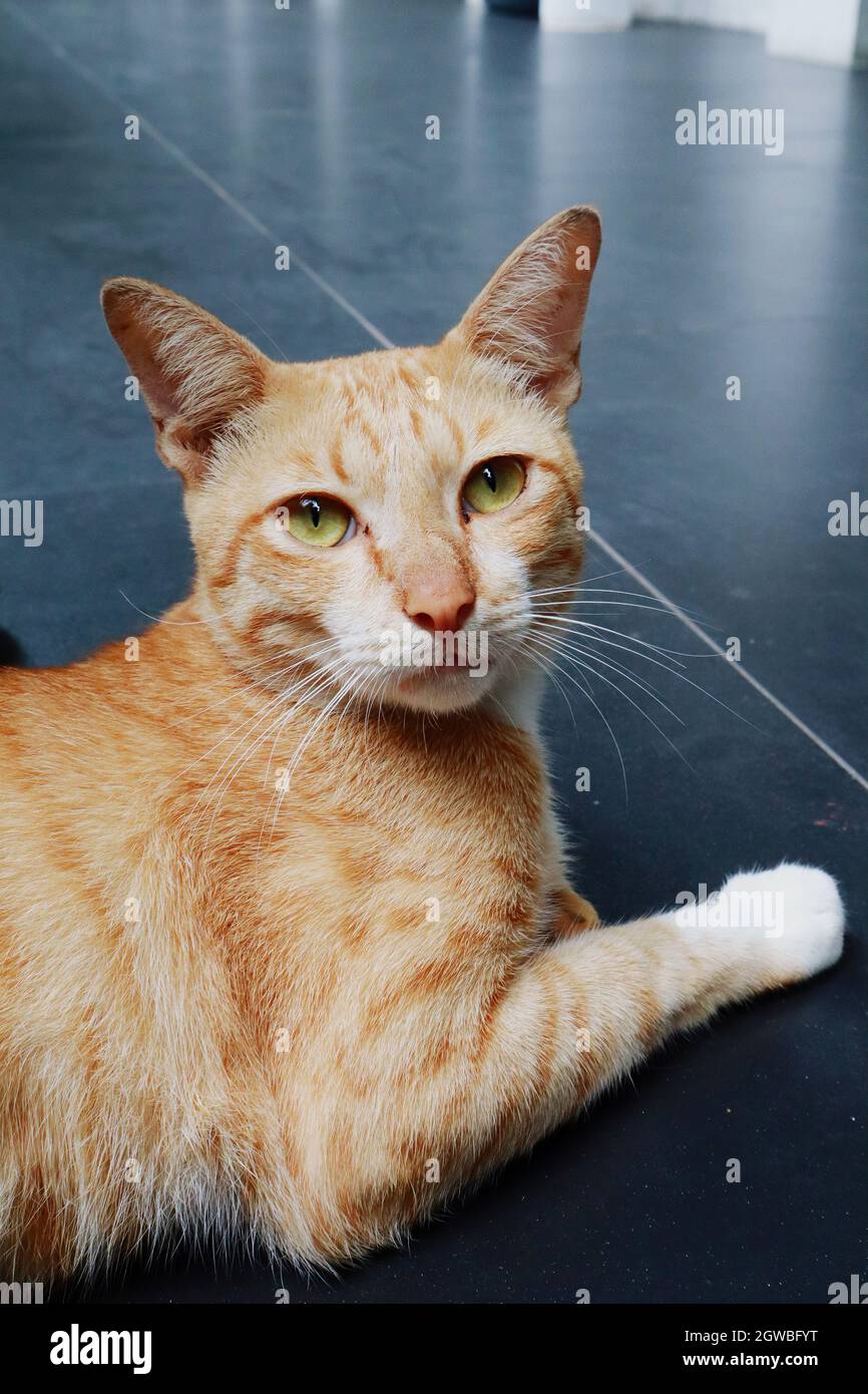 Siamese cats mixed hi-res stock photography and images - Alamy