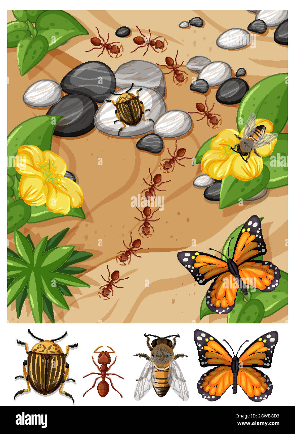 Top view of different types of insect in the garden scene Stock Vector ...