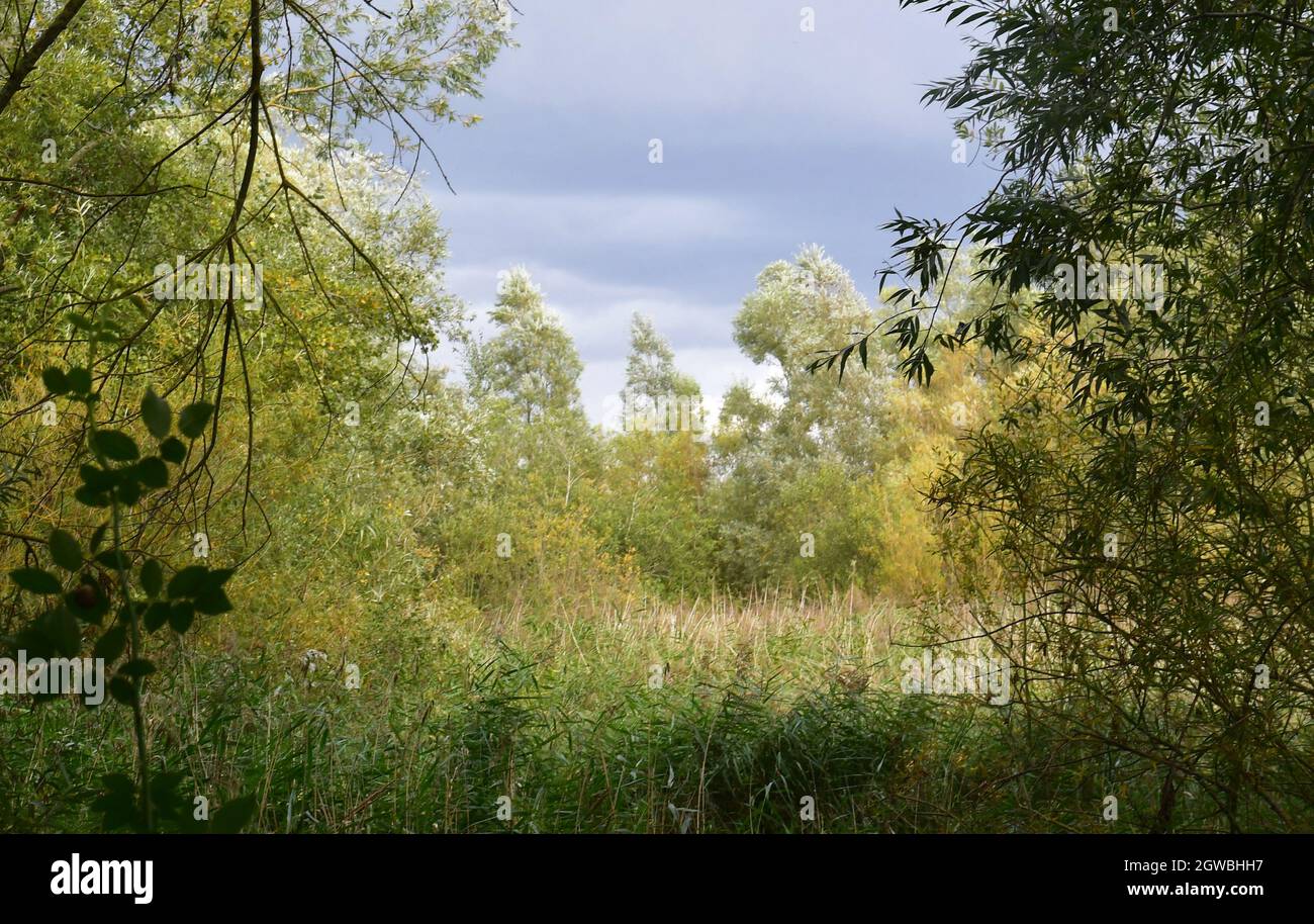 Paxton Pits Nature Reserve, Little Paxton, Cambridgeshire, UK Stock ...