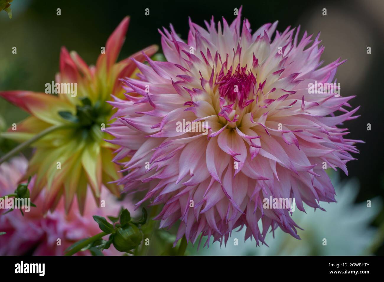 Lush colorful dahlia flower close up Stock Photo - Alamy