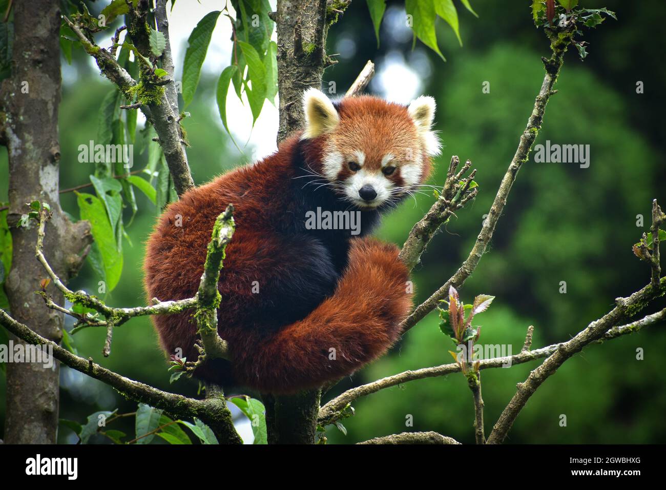 Panda eye close hi-res stock photography and images - Alamy