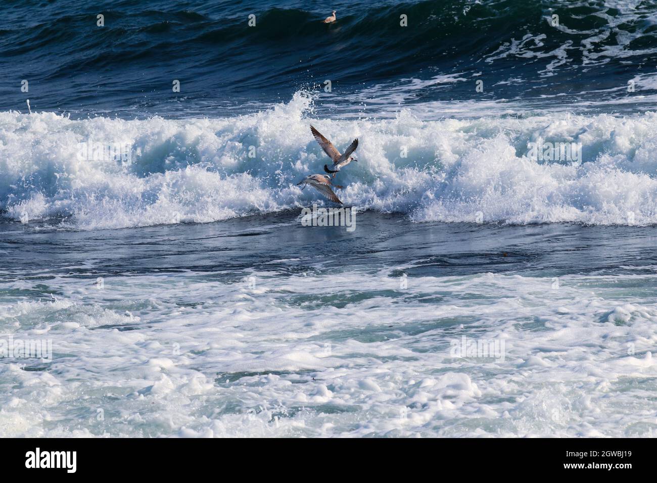 View Of Seagall In Sea Stock Photo - Alamy
