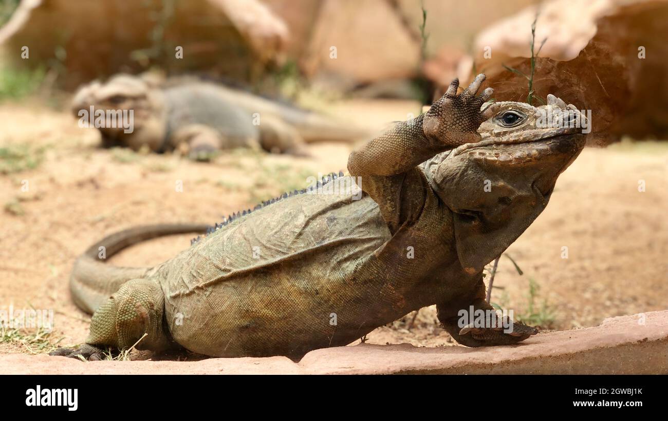 Leguan lizard hi-res stock photography and images - Alamy