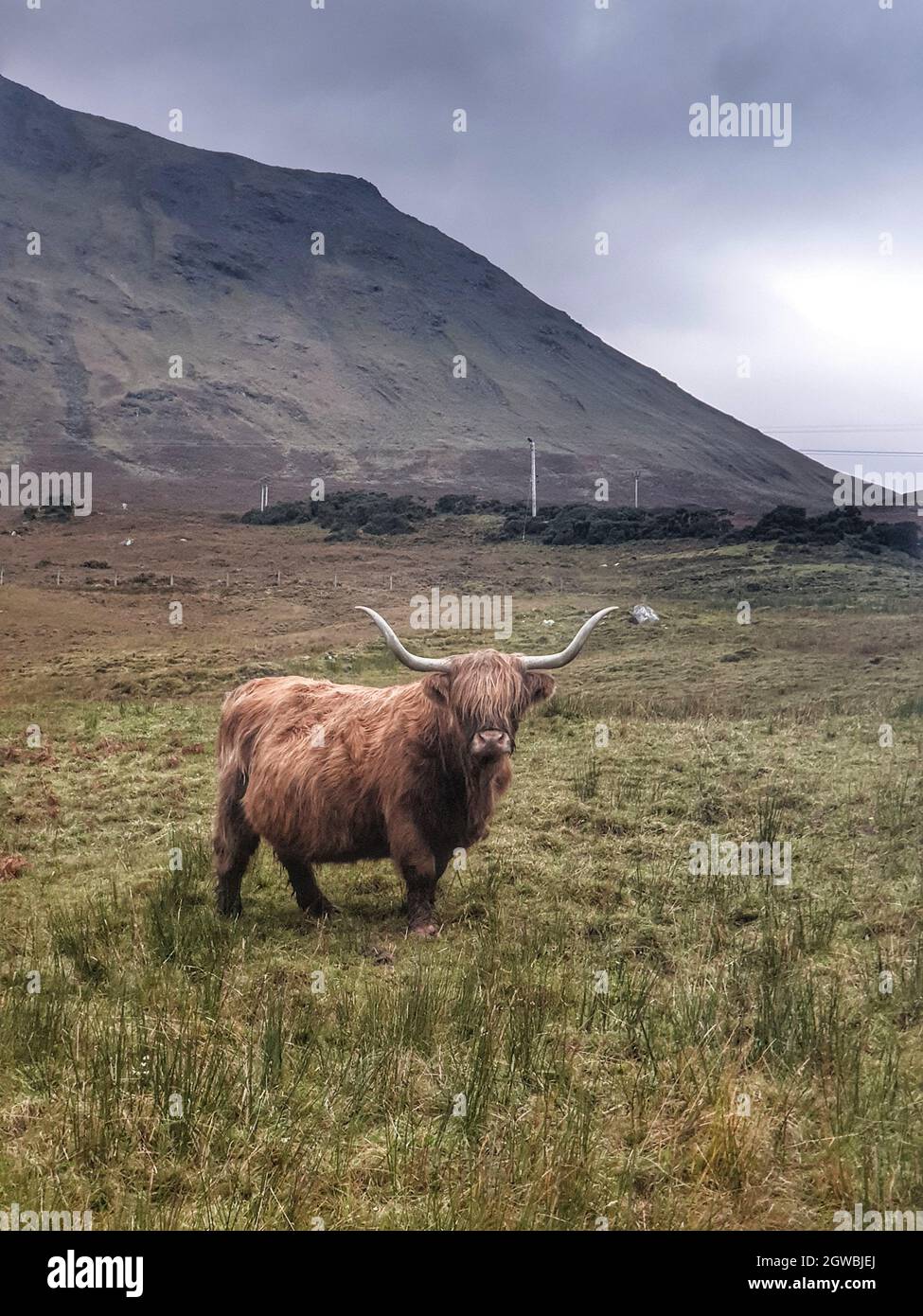 Side view of highland cow hi-res stock photography and images - Alamy