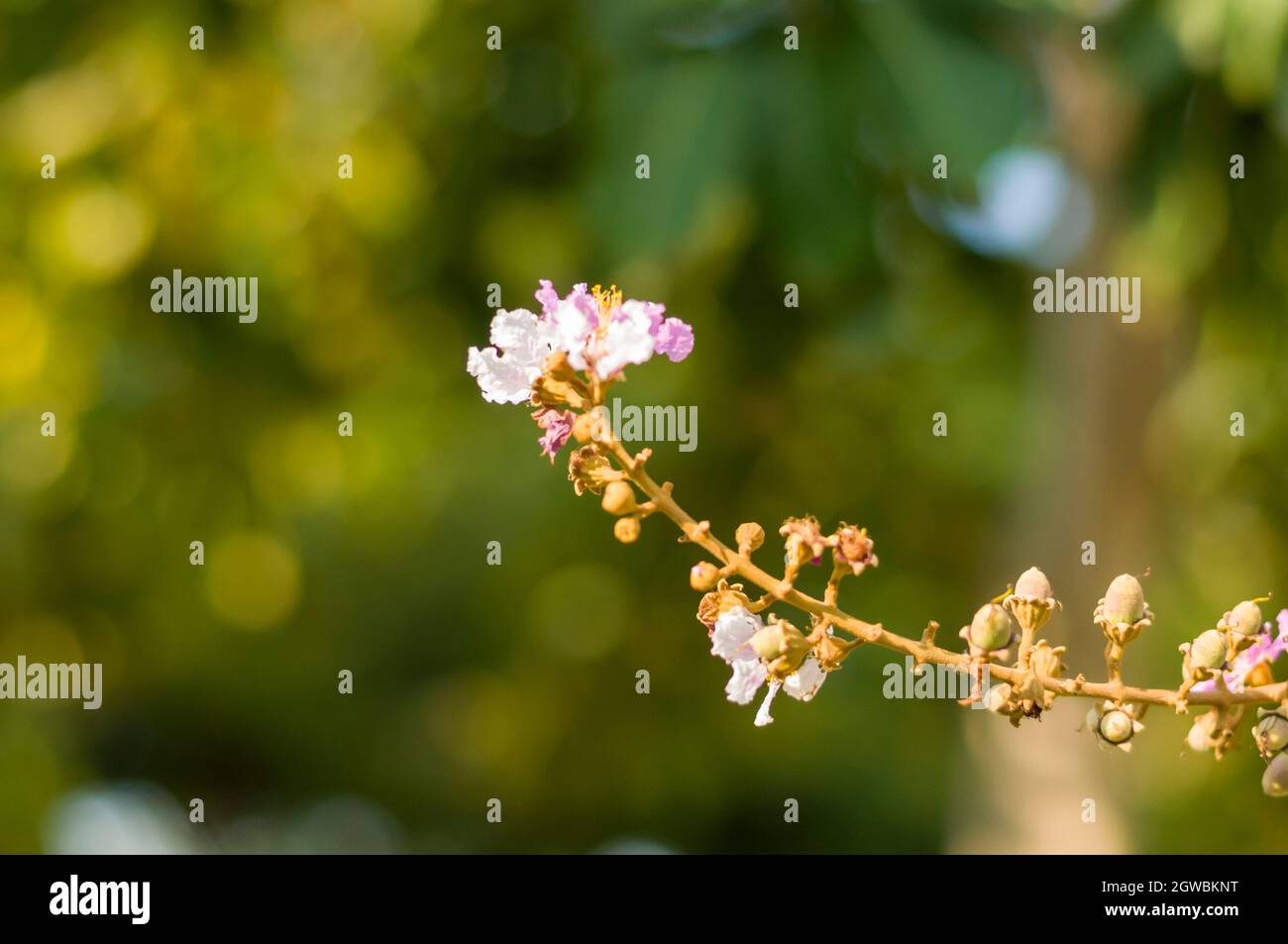 Inthanin tree hi-res stock photography and images - Alamy