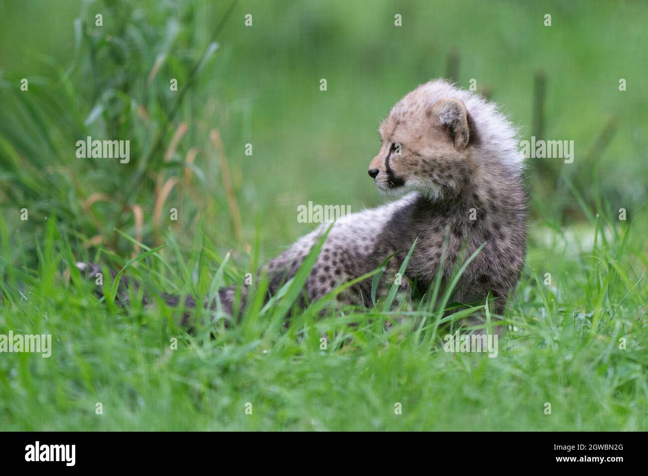 An 8-week-old cheetah cub, the first cub born at the park in ten years ...