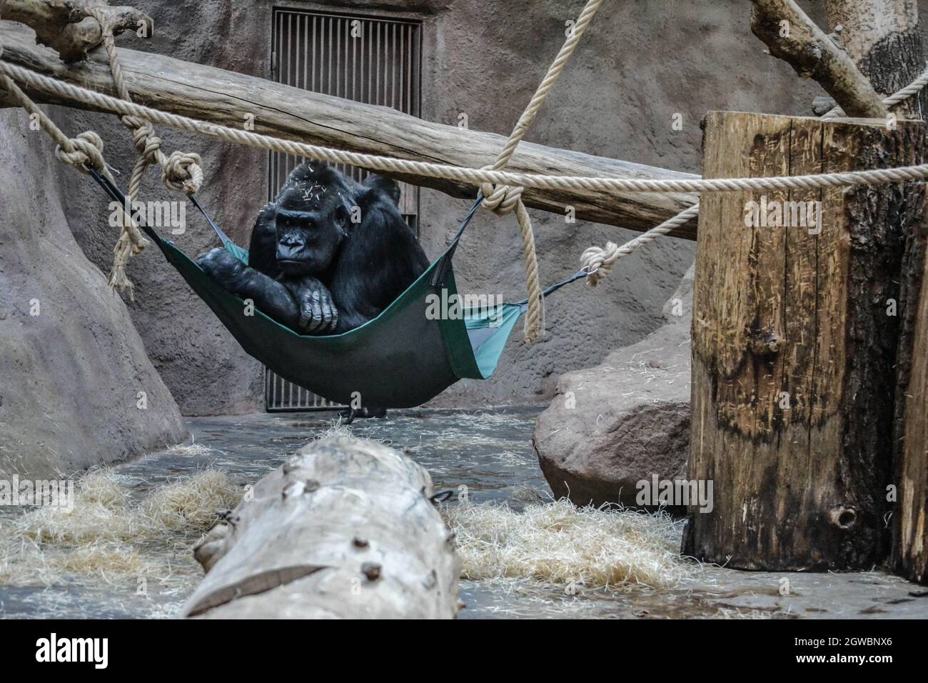 Napping monkey hi-res stock photography and images - Alamy