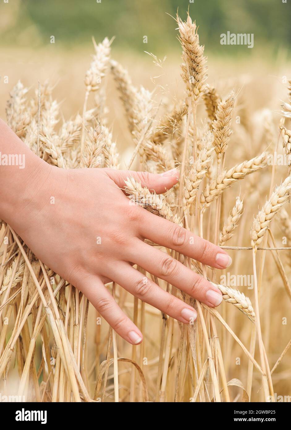 Close-up of a hand gently touching golden wheat stalks in a sunlit ...