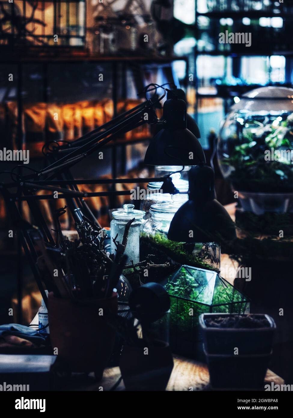 Terrarium display hi-res stock photography and images - Alamy