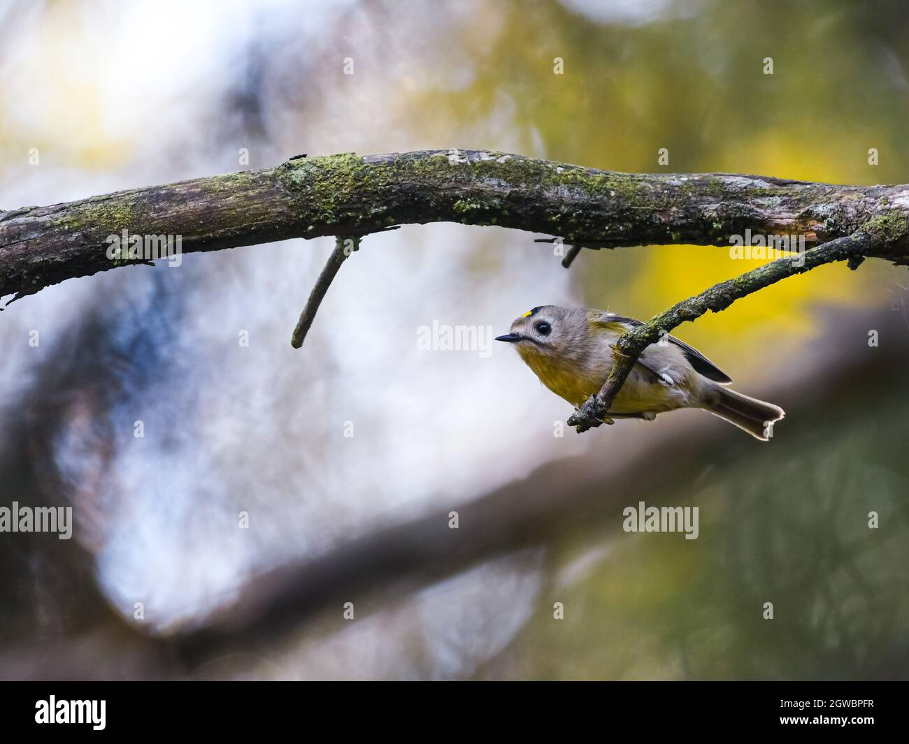 Gold crest in tree hi-res stock photography and images - Alamy