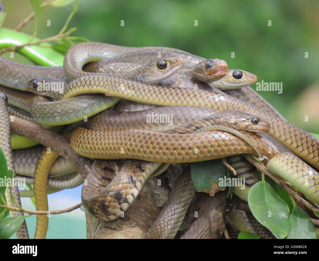 Common tree snakes hi-res stock photography and images - Alamy