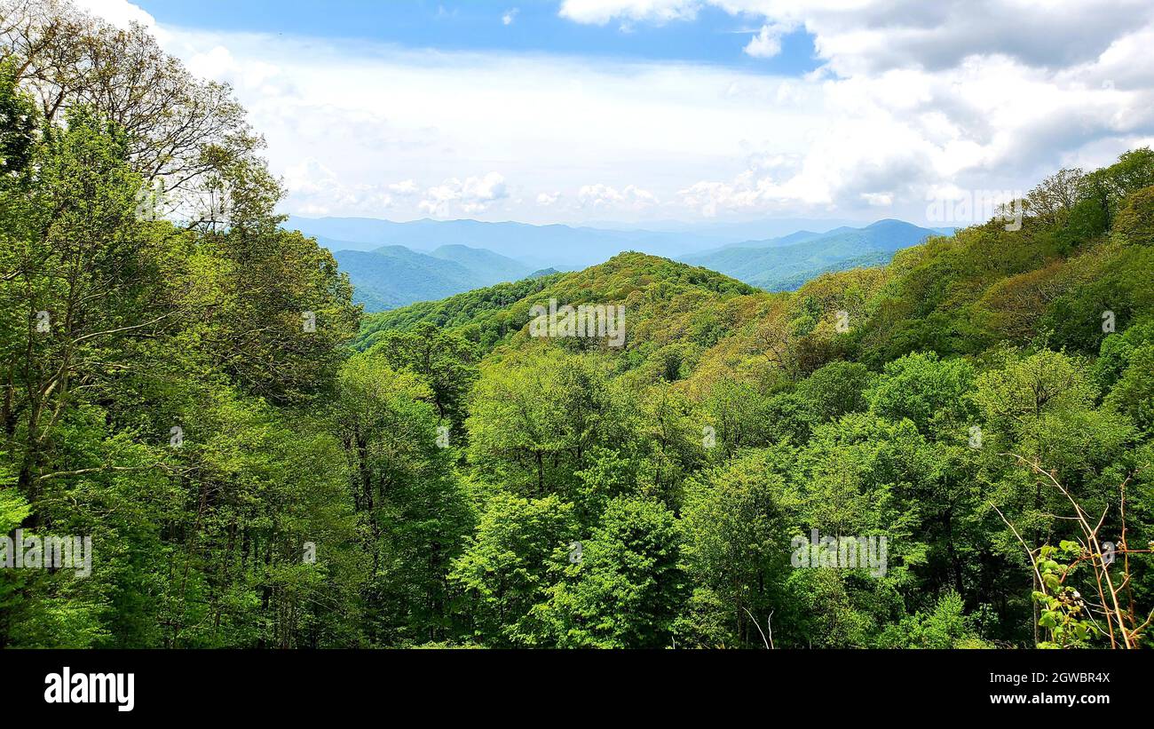 A green dense forest in a mountainous area Stock Photo - Alamy