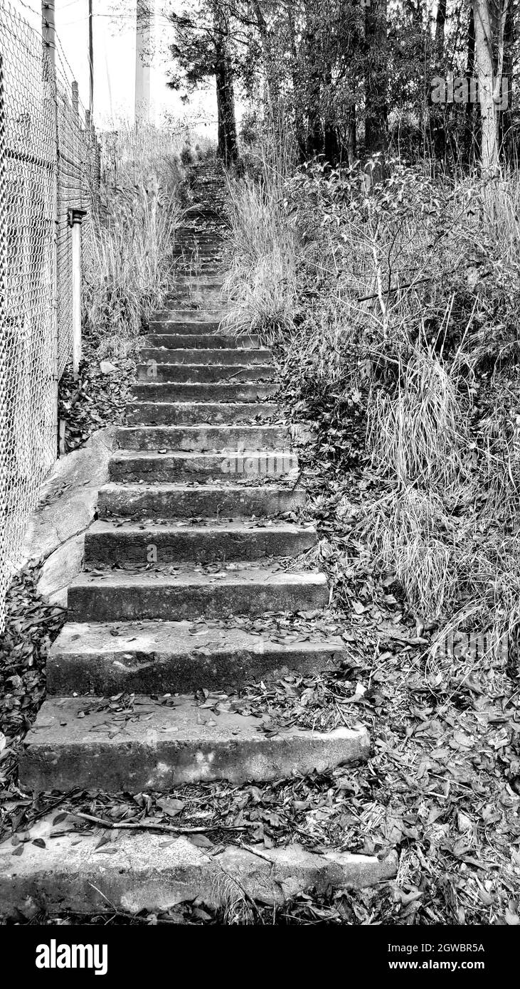 A grayscale of old overgrown stairs in a rural area Stock Photo - Alamy
