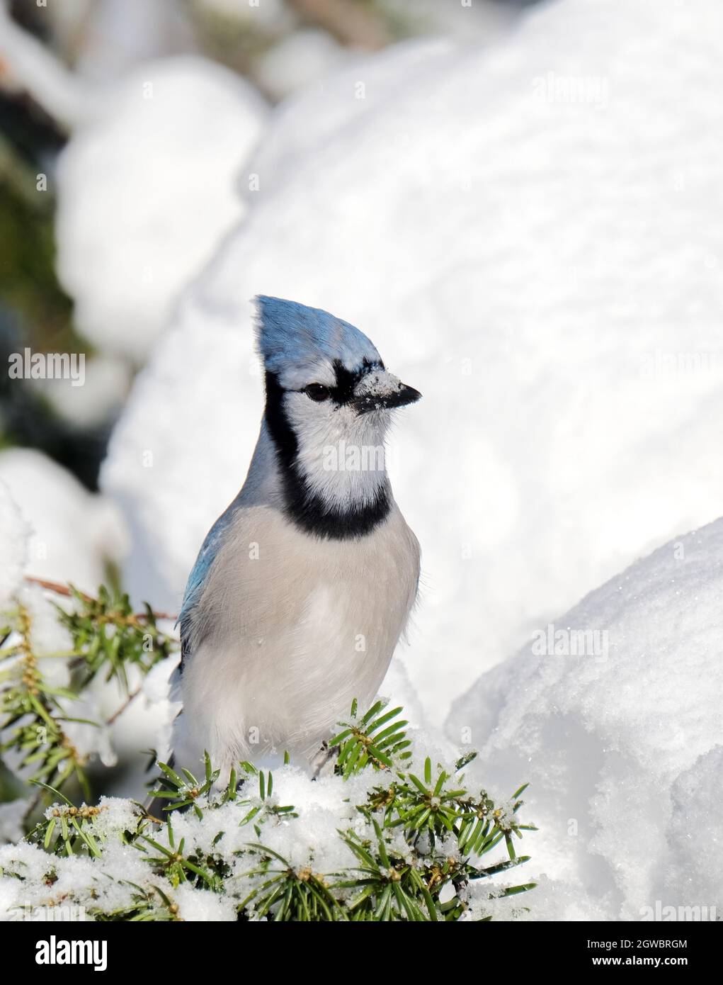 Blue jay on cold winter day in the snow hi-res stock photography and ...