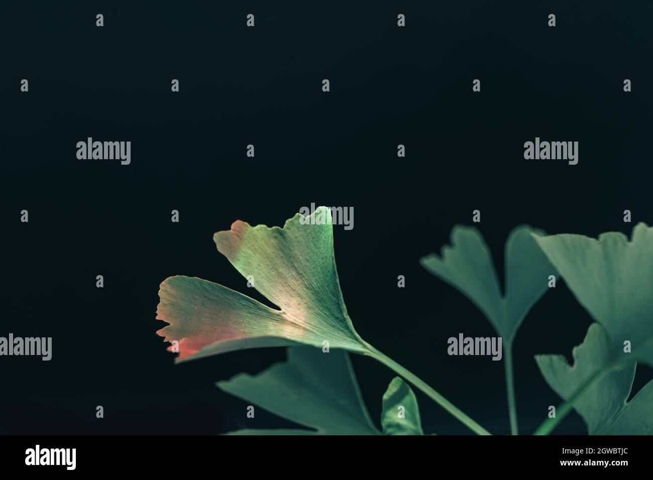 Beautiful abstract leaf with color light. Close up of green leaf Ginkgo ...
