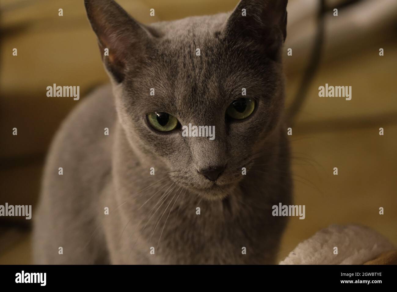 Russian tabby cat hi-res stock photography and images - Alamy