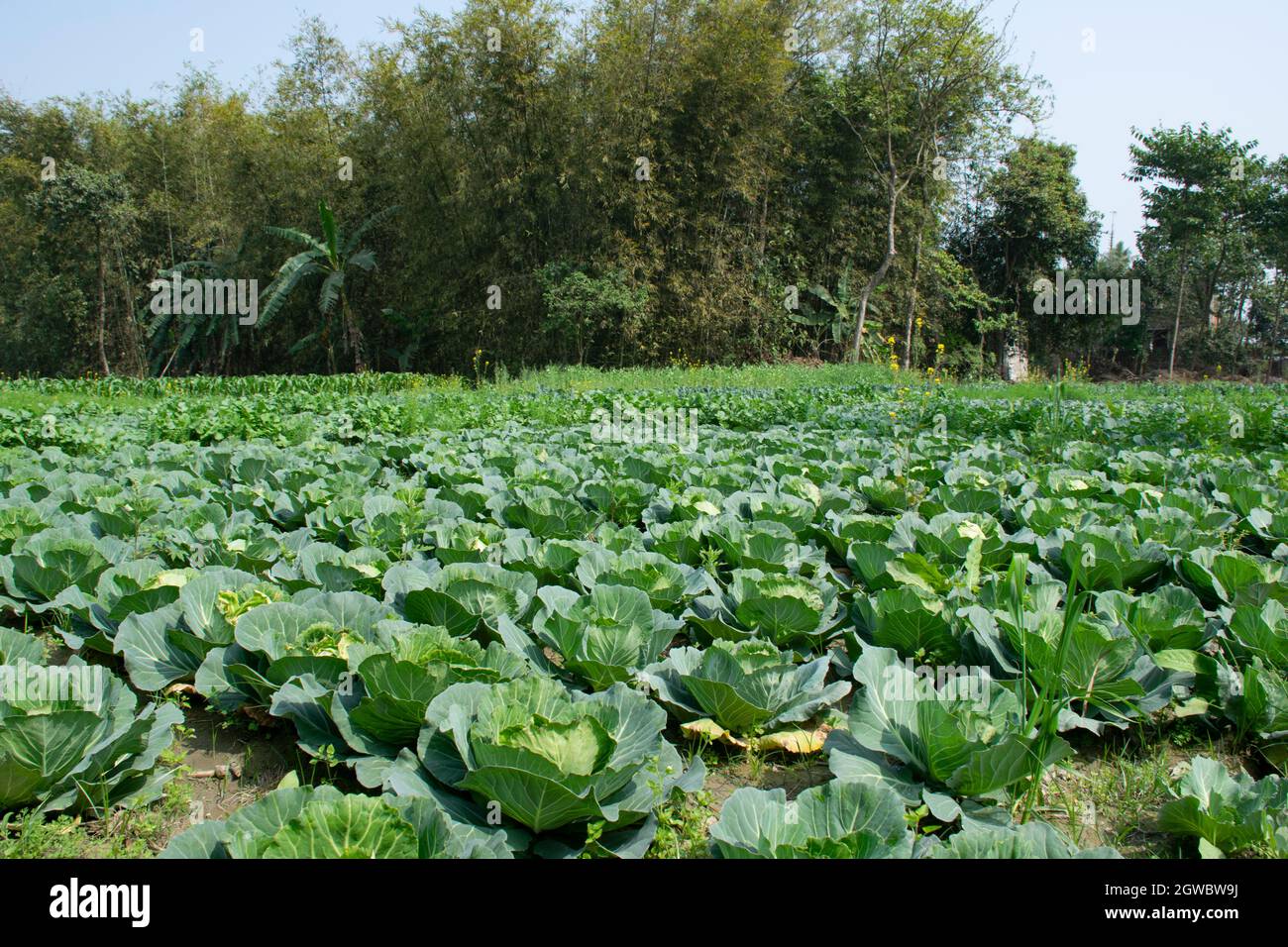 Cabbage Farming In Kenya: How To Grow And Make A Good Profit! | atelier ...