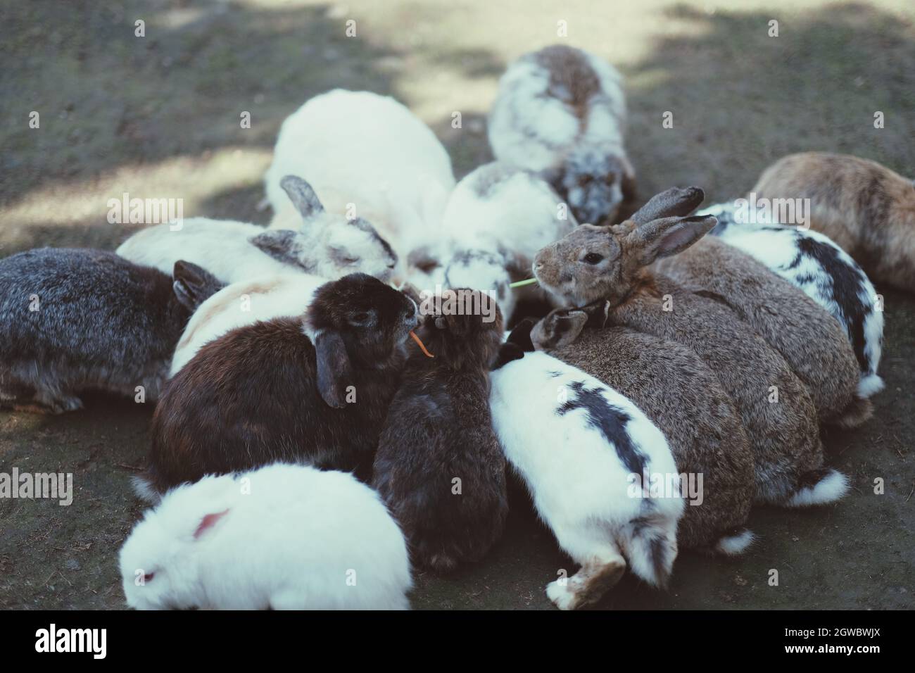 Rabbit colony hi-res stock photography and images - Alamy