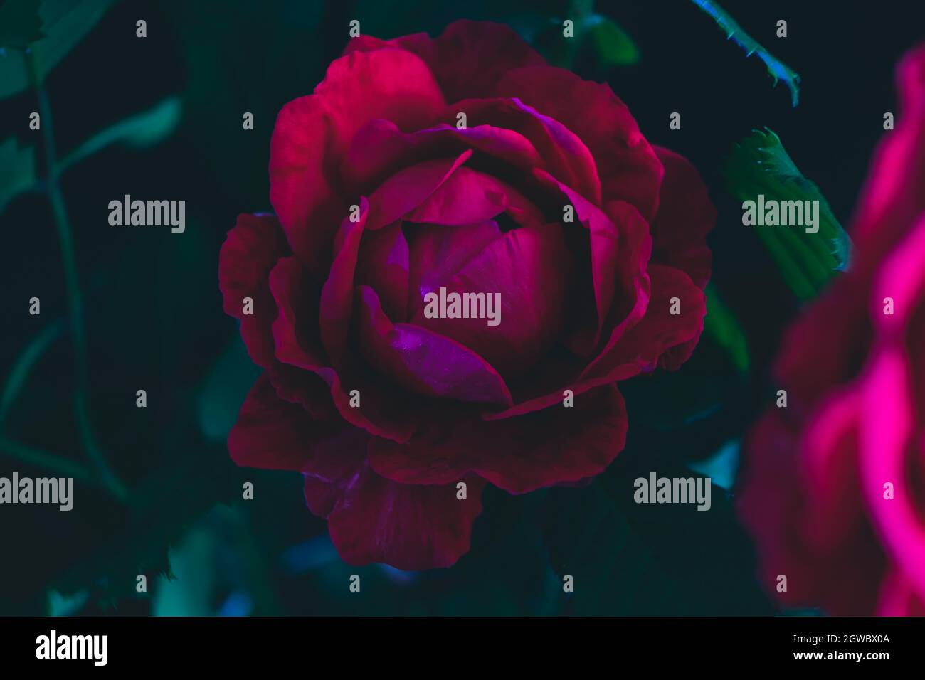 Beautiful fresh roses. Red neon rose close up. Bright macro background ...