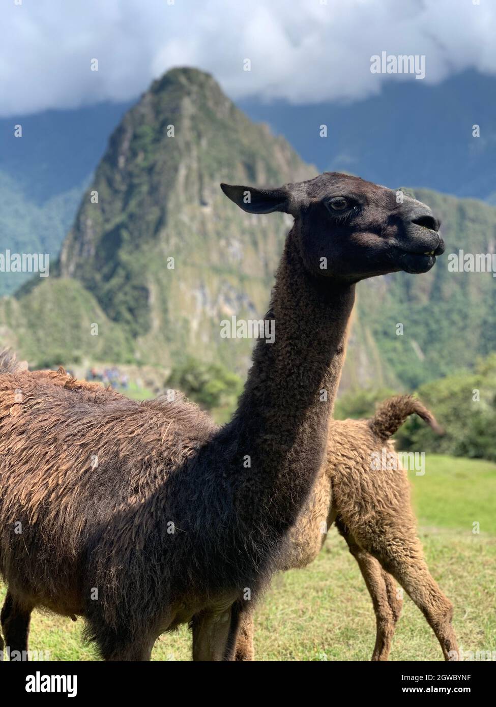 Llama peru two people hi-res stock photography and images - Alamy
