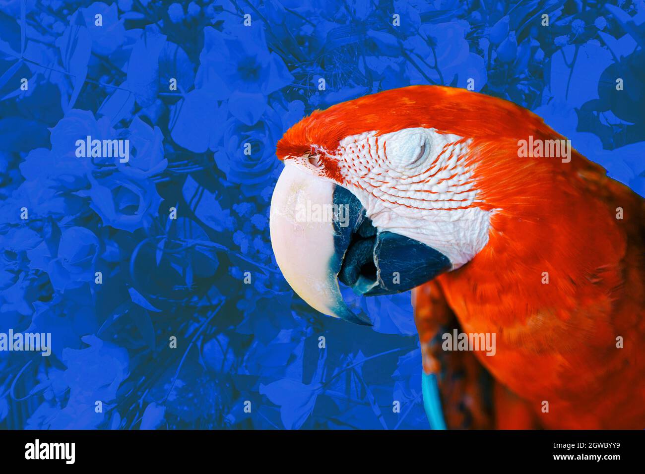 White true parrot hi-res stock photography and images - Alamy