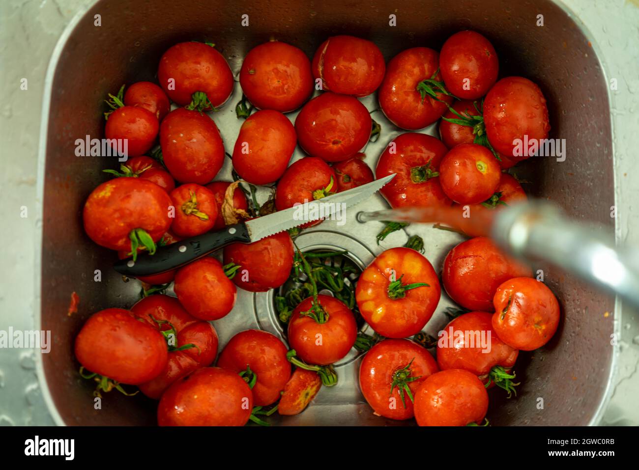 A woman washing tomatoes to prepare tomato sauce Stock Photo - Alamy
