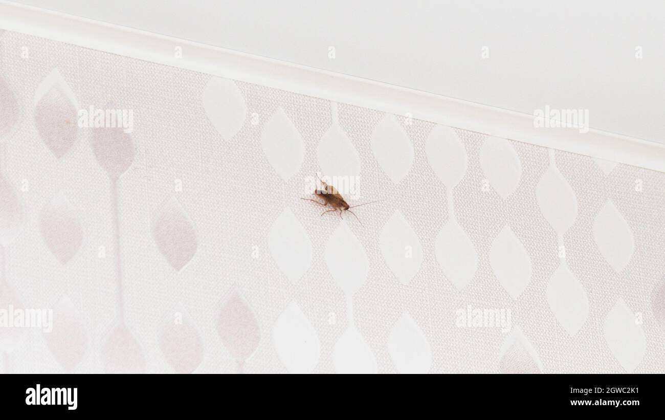 Scary nasty big brown cockroach crawling on wall in the apartment Stock ...