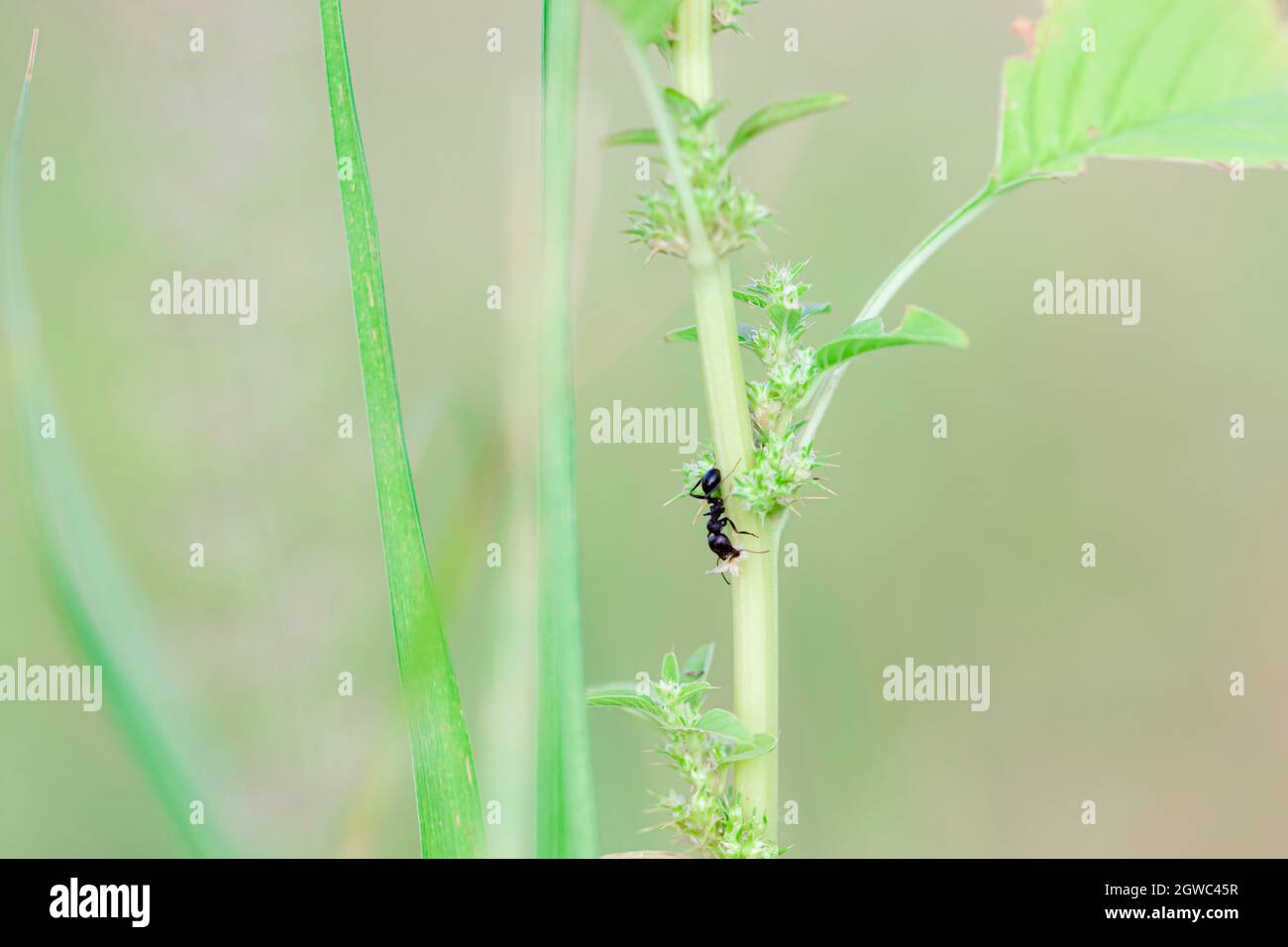 Close-up of a black big carpenter ant descending from a wild plant with ...