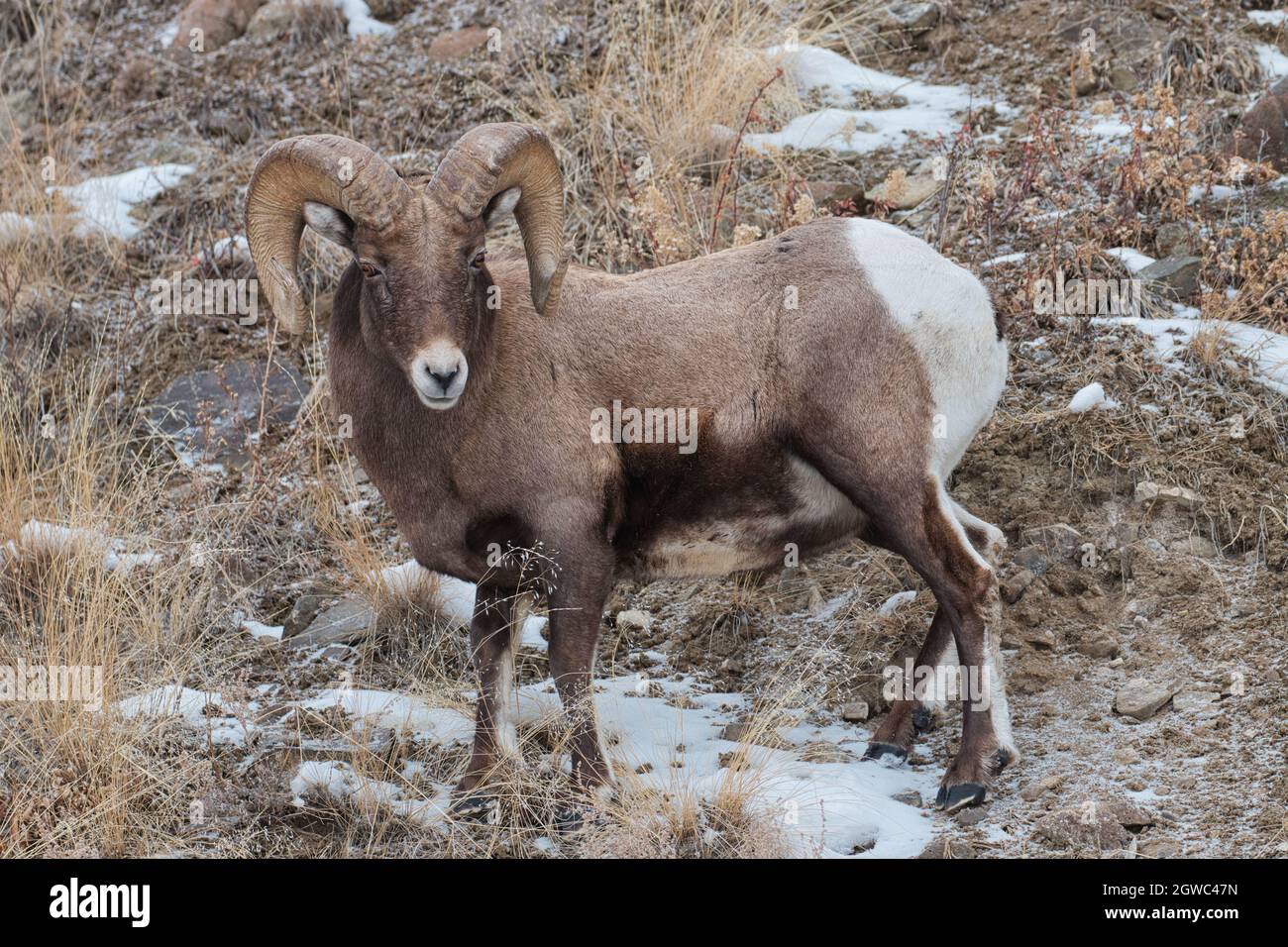Argali Sheep High Resolution Stock Photography and Images - Alamy