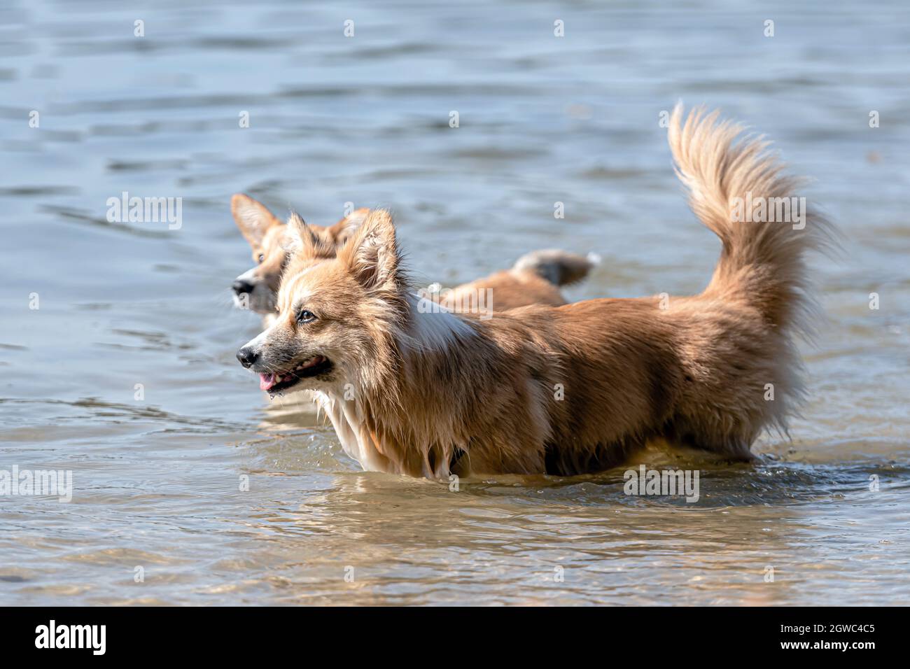 Side View Of A Dog In Water Stock Photo - Alamy