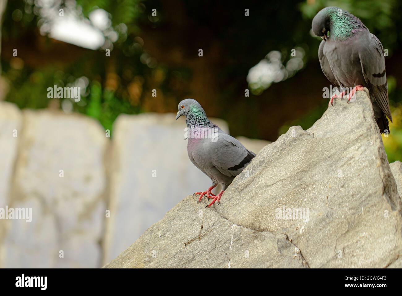 Close-up of a pigeon bird sitting outside in summer with blur ...