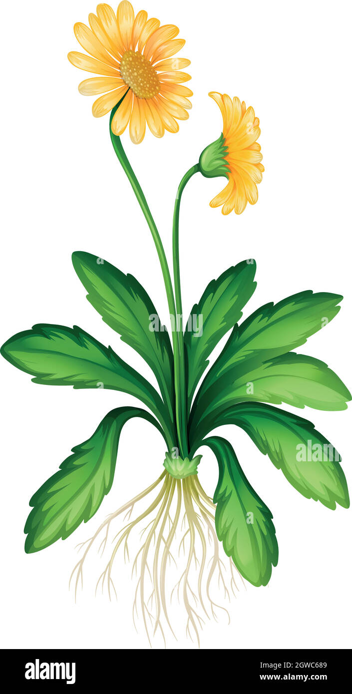 Flower Roots Clip Art